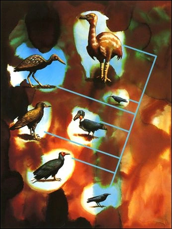 Image - Crow evolution.png - Speculative Evolution Wiki