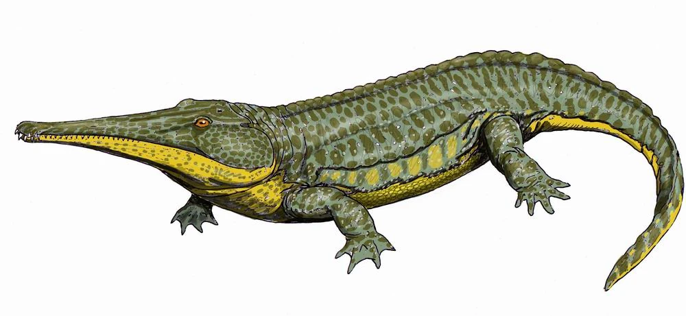 Labyrinthodontia - Fossil Wiki, the paleontology wiki