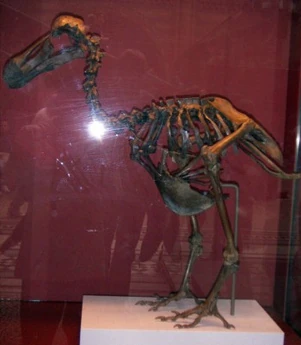 Raphus cucullatus - Organism Wiki