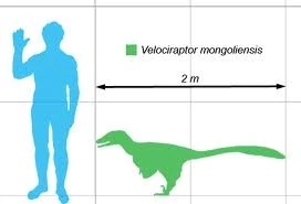 Velociraptor - Dinopedia - the free dinosaur encyclopedia