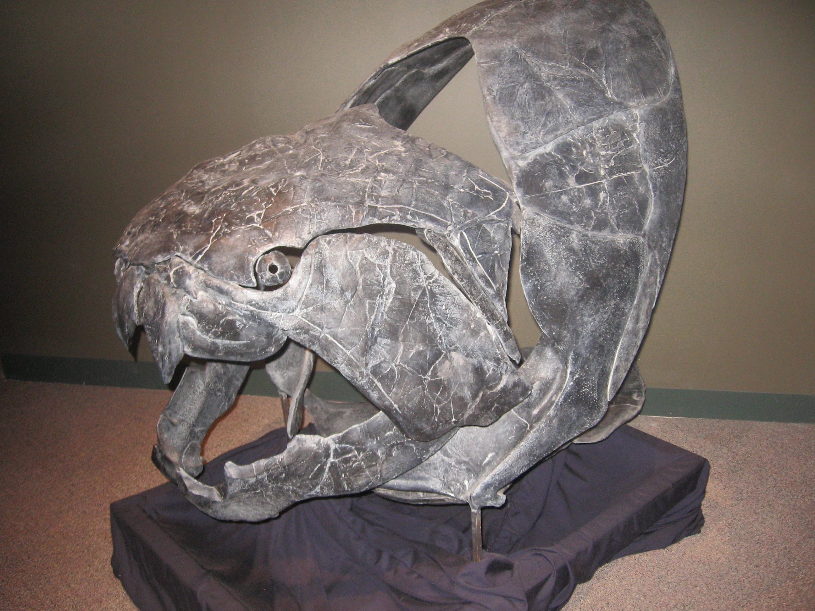 Dunkleosteus Skeleton