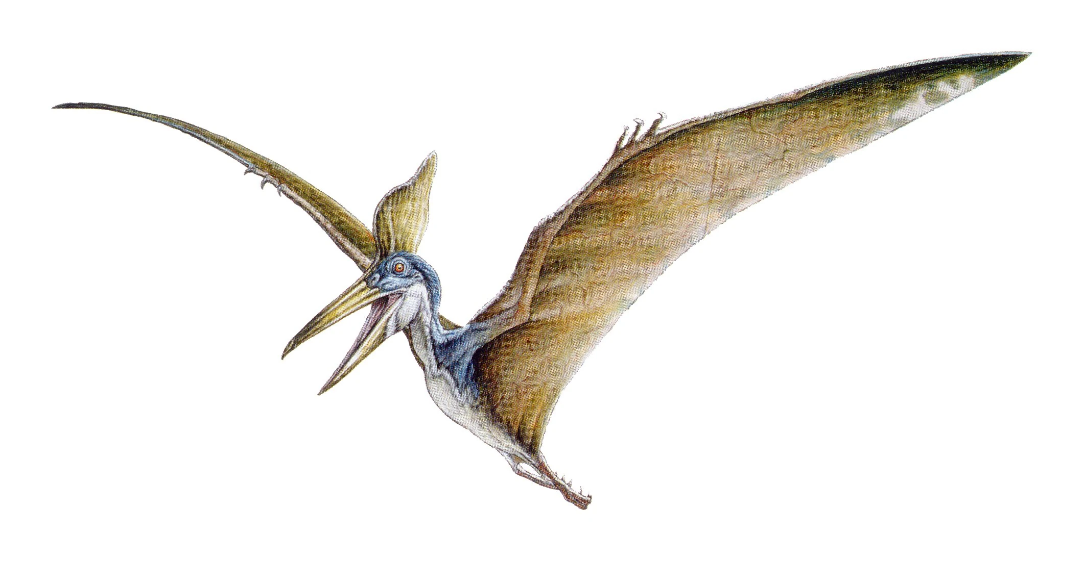 Pteranodon - Jurassic Park Wiki