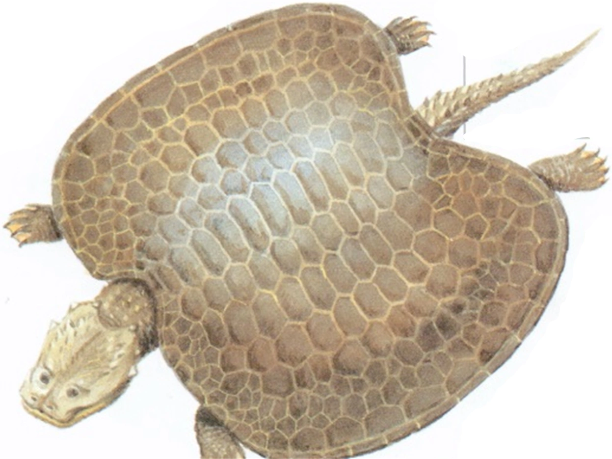 Henodus - Prehistoric Fauna Wiki